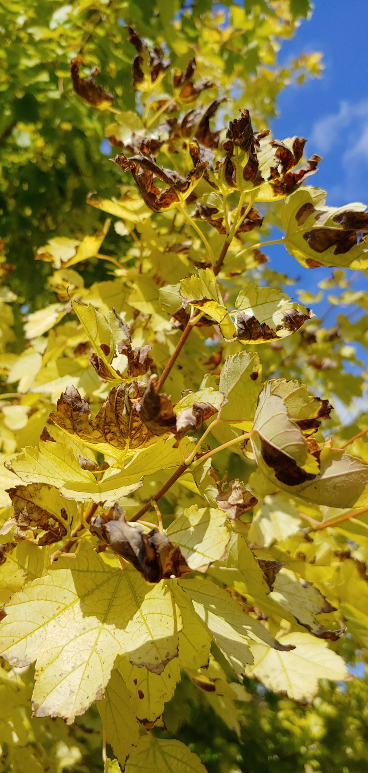 Iron & Micronutrient Treatments – Arborcare Arborscape