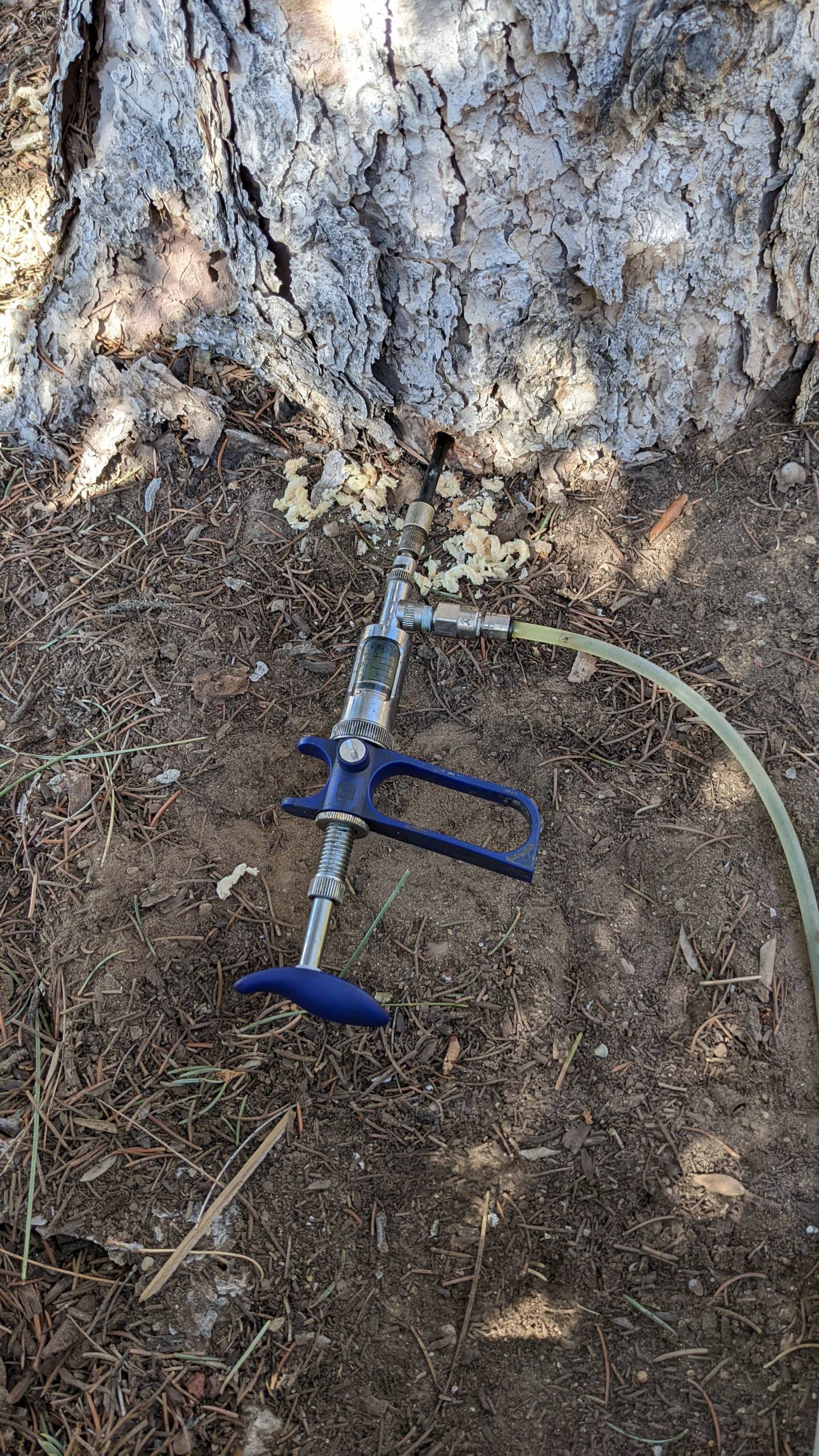 Trunk Injections & Bark Banding – Arborcare Arborscape